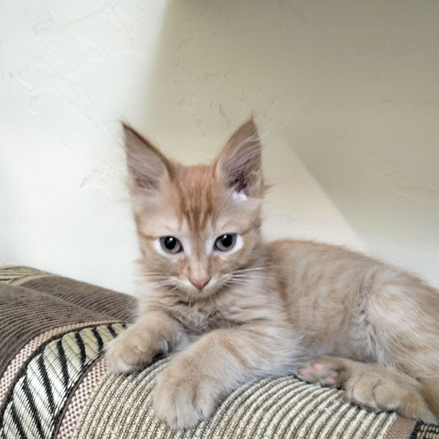 Найдёныш ищет дом