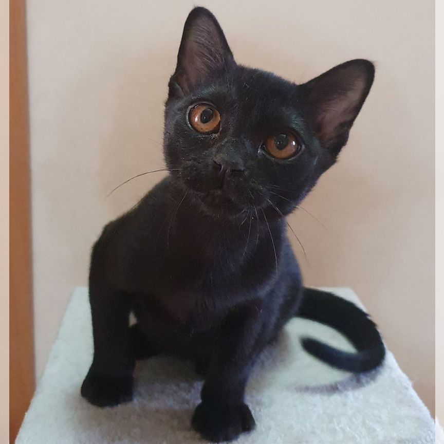 Бомбейский котёнок