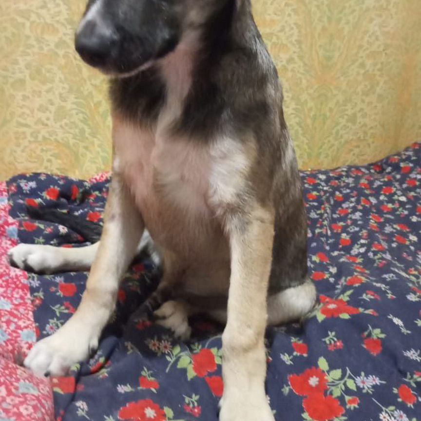 Волчонок ищет родителей