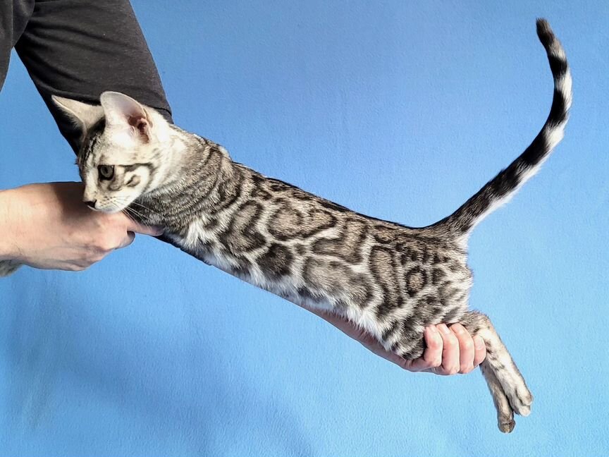 Великолепная серебряная кошечка