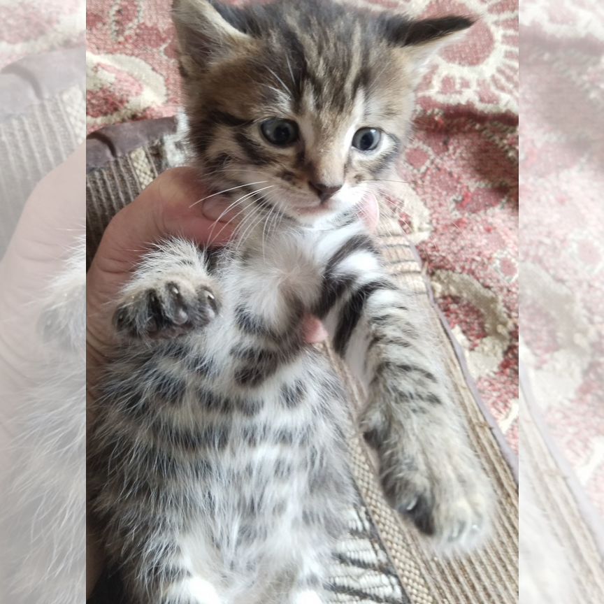 Бенгальские котята в добрые руки