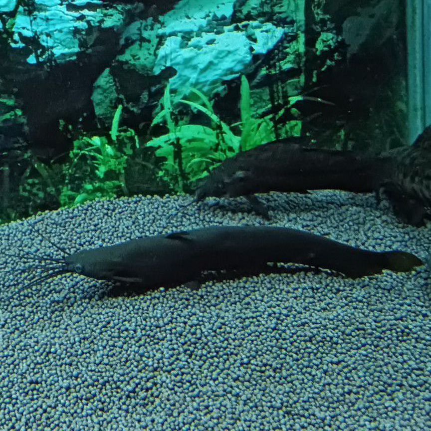 Мешкожаберный сом