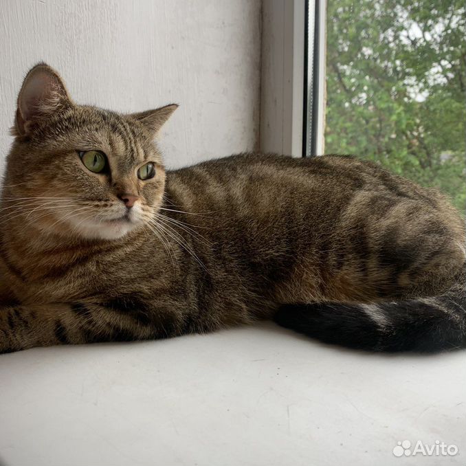 Кошка британка прямоухая в добрые руки