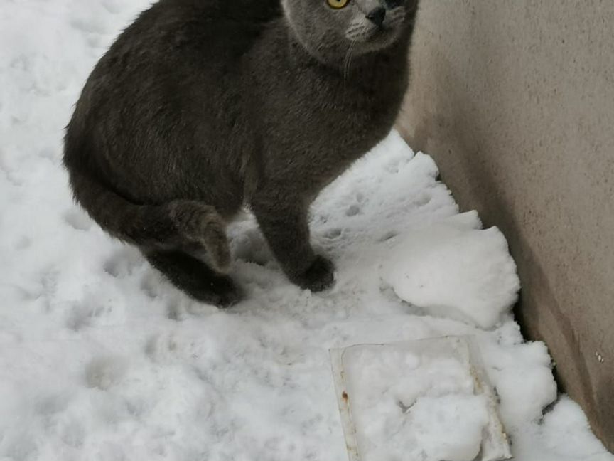 Русская голубая