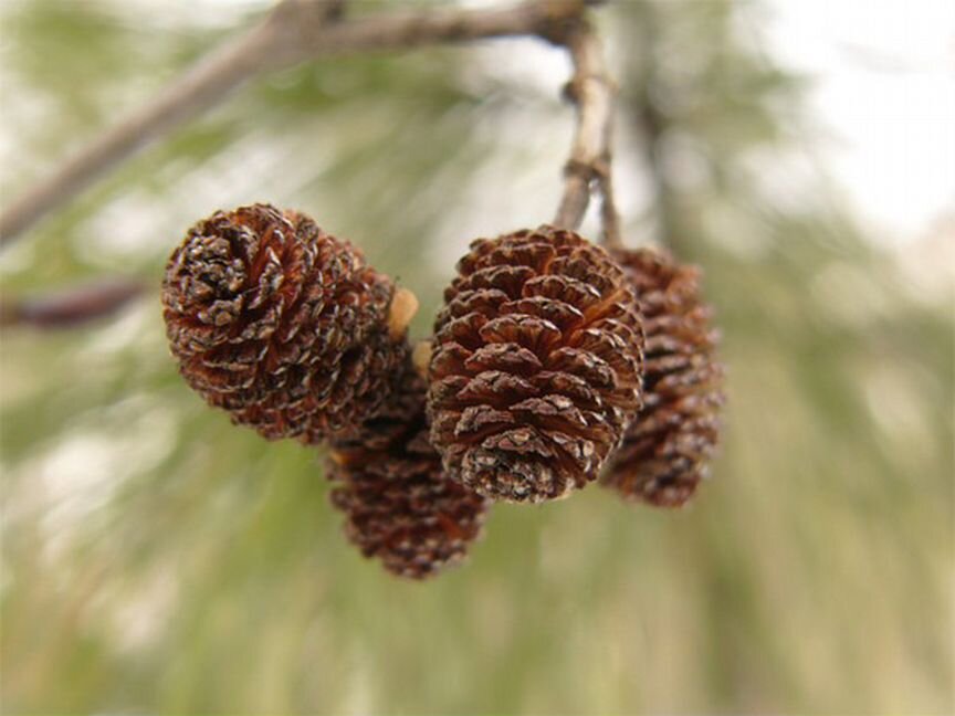 Ольховые шишки (Крым, сбор 2023 года)