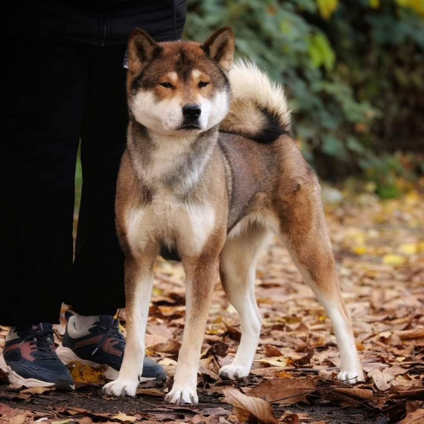 Сикоку кен (сиба ину, акита ину)