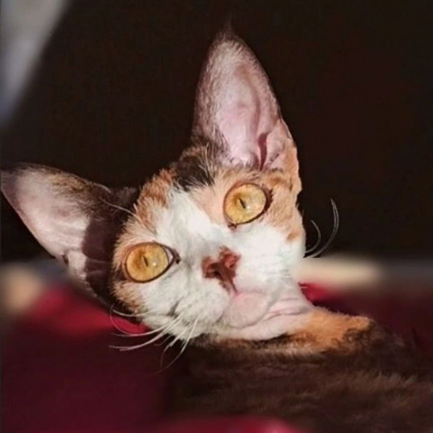 Кошка девон рекс 2,5 года