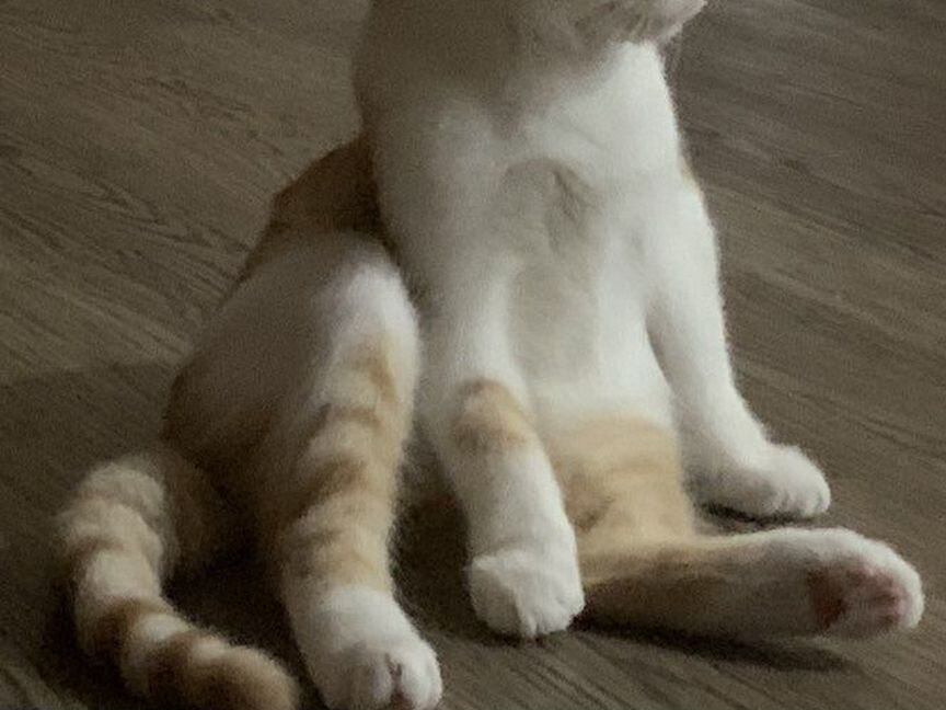 Очаровательные котики