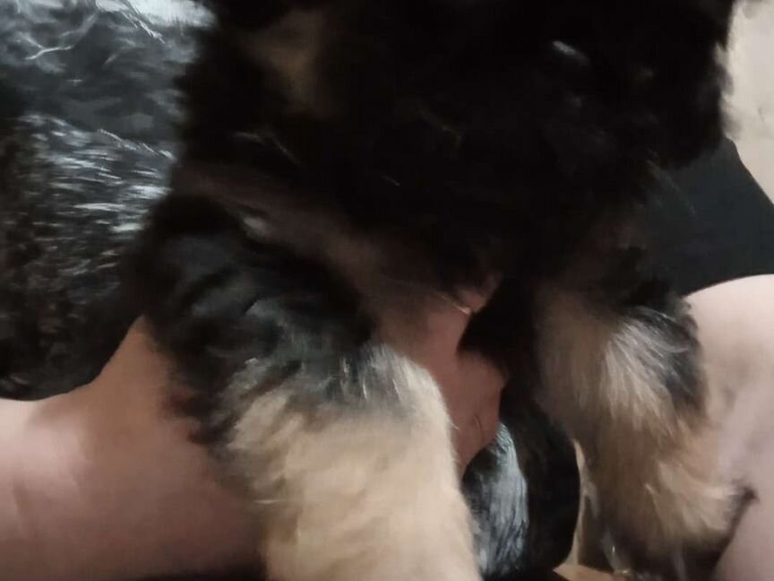 Щенки пекинеса