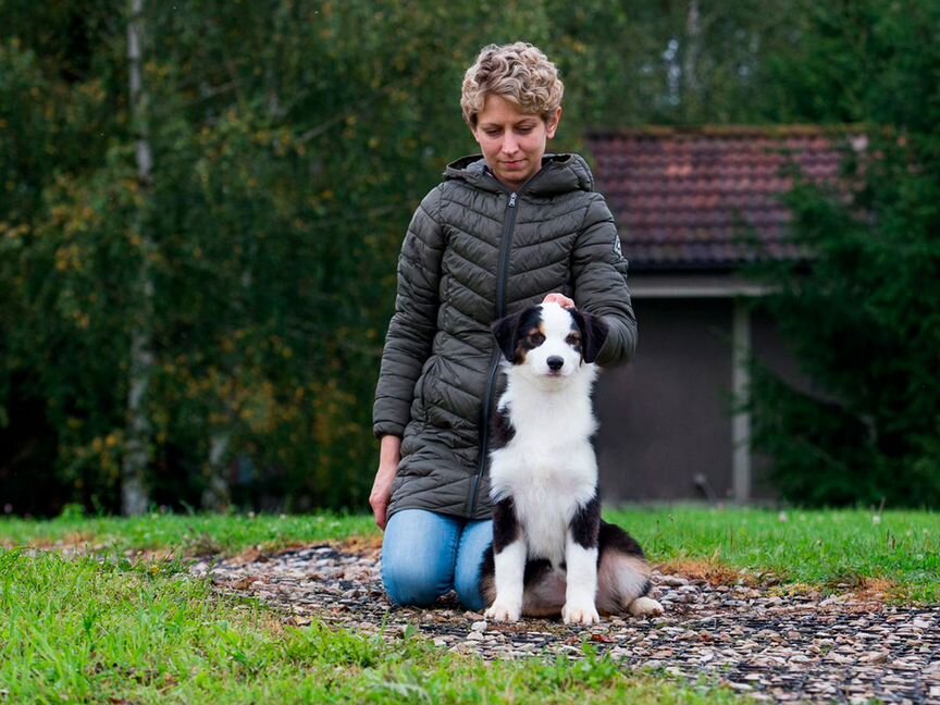 Австралийская овчарка щенок девочка