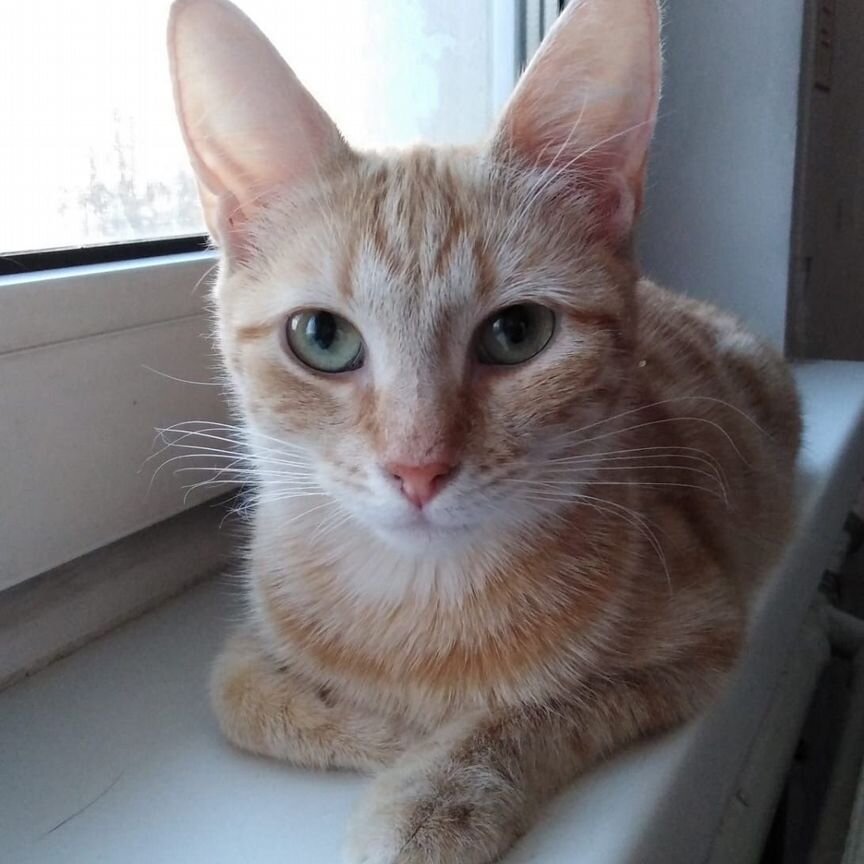 Кошечка Сания ищет семью