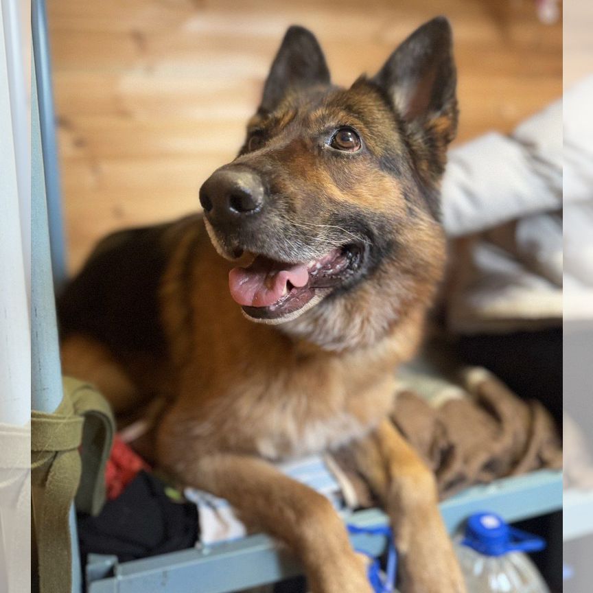 Немецкая овчарка, взрослая собака