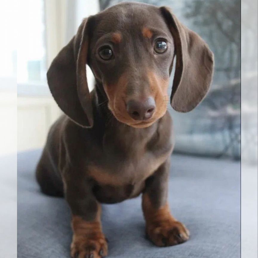 Кроличья такса, щенок