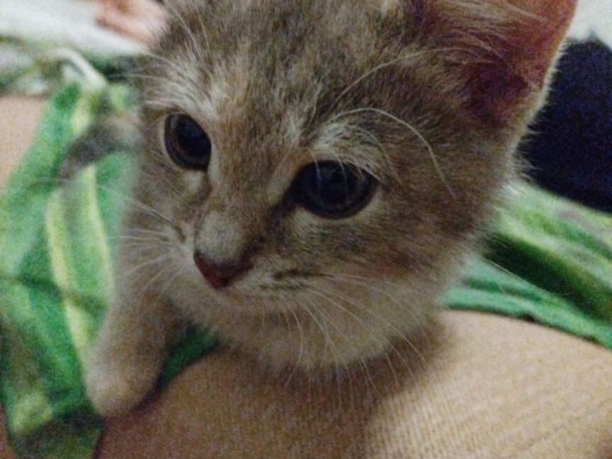 Котенок девочка в добрые руки