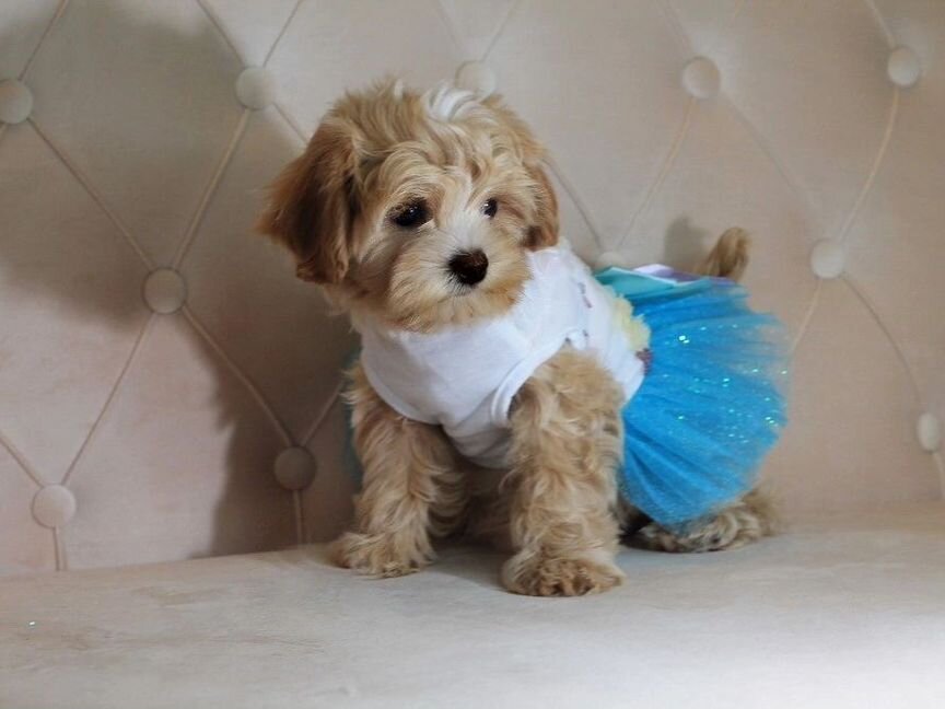 Малышки мальтипушки