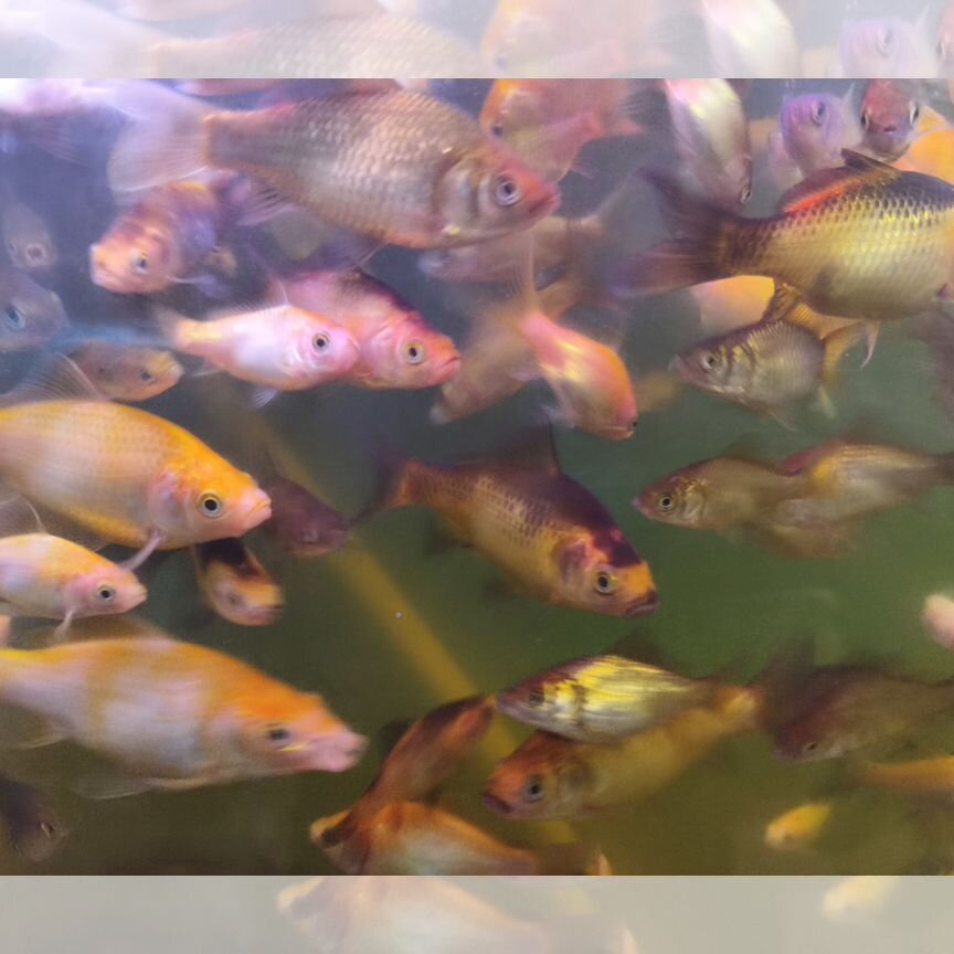 Караси кометы- золотые рыбки