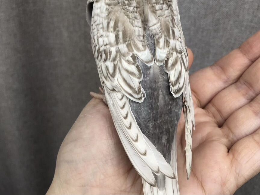 Ввп Чех выставочный волнистый попугай