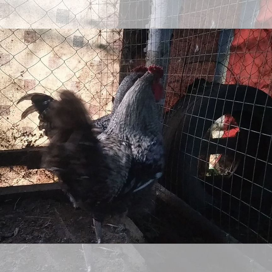 Петух Борковской Барвистой