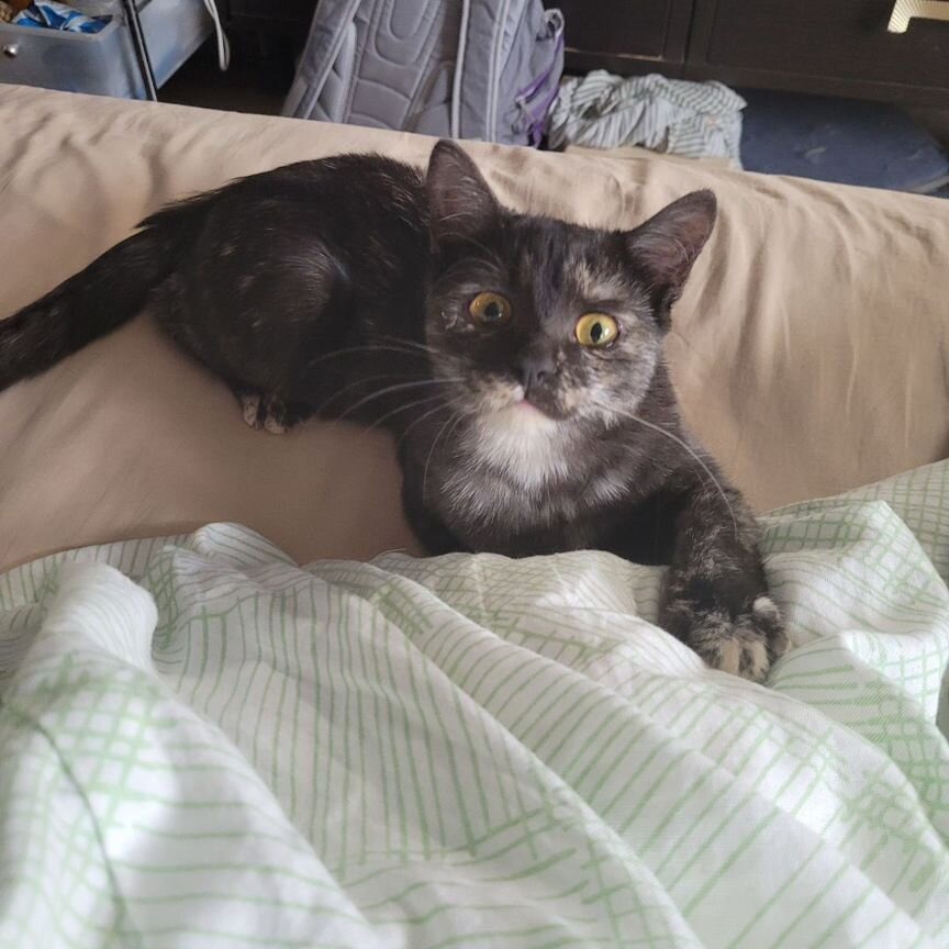 Котенок 4 месяца девочка с янтарными глазами