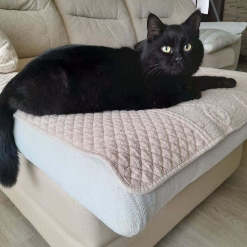 Котик в добрые руки
