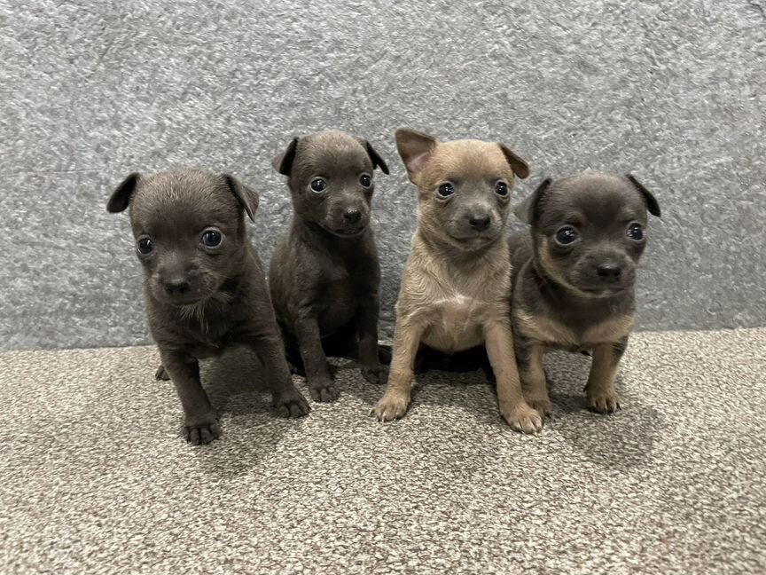 Мини той-терьер