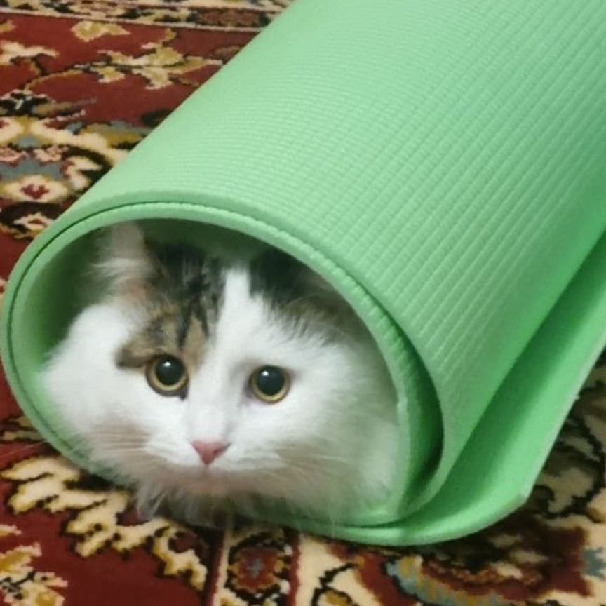 Кот 1,5 года