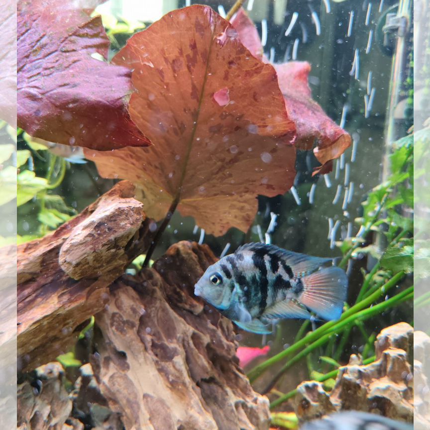 Рыбка сапфировый попугай