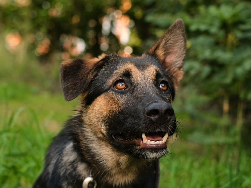 Собаки из приюта