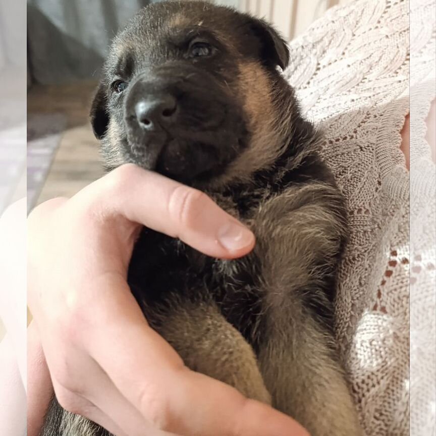 Немецкая овчарка, щенок