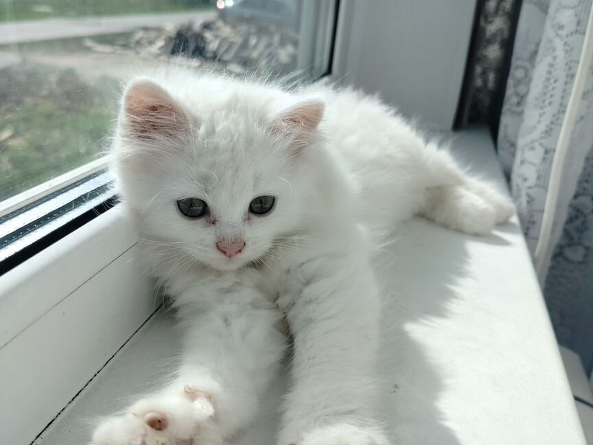 Продам котика