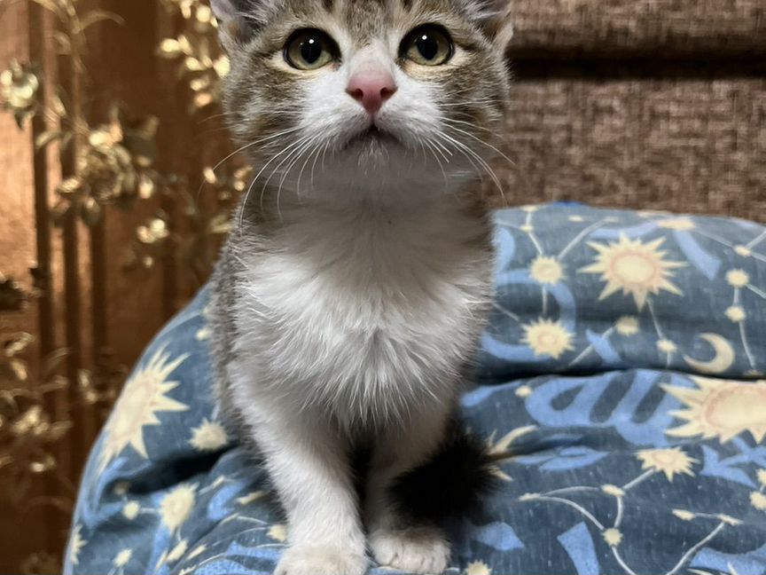 Котенок в добрые руки