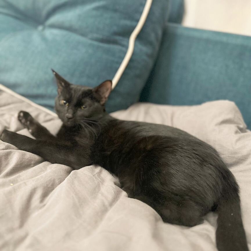 Отдам кота в добрые руки бесплатно