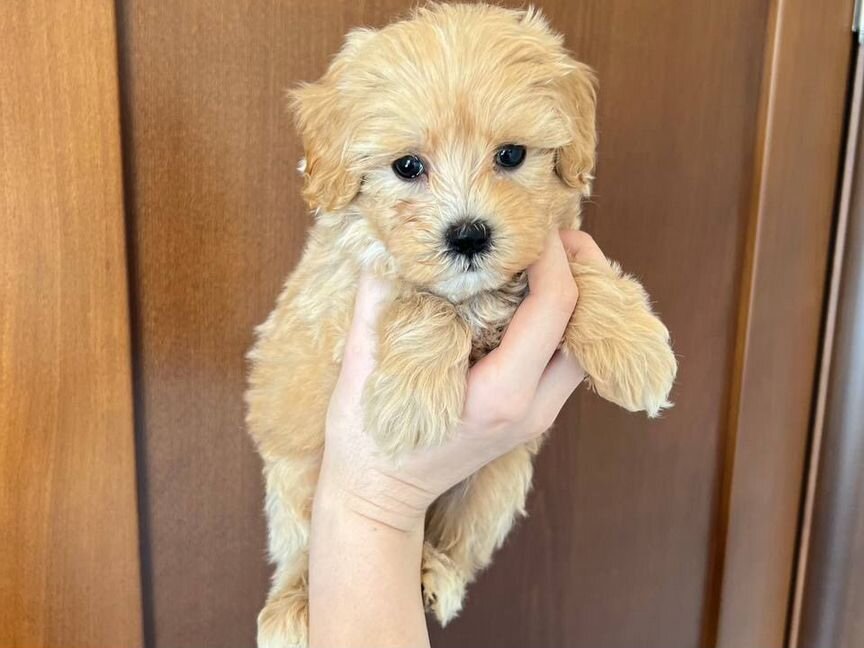 Мальтипу f1 mini мальчик