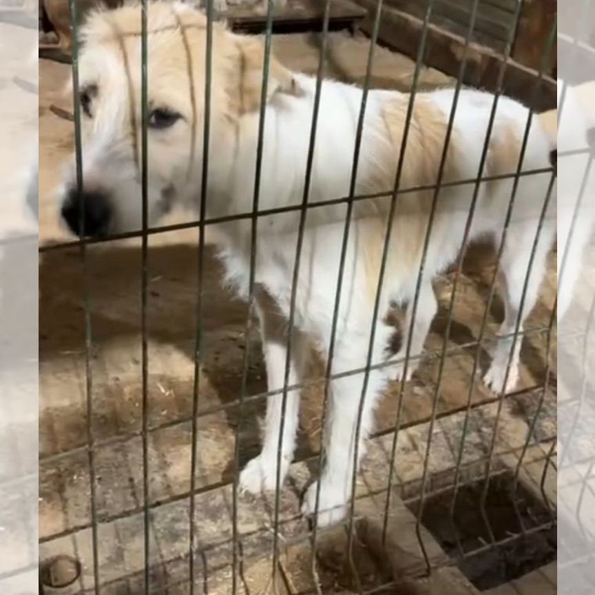 Взрослая собака в добрые руки