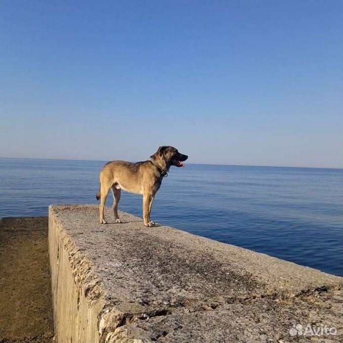 Пёс Малыш ищет хозяина