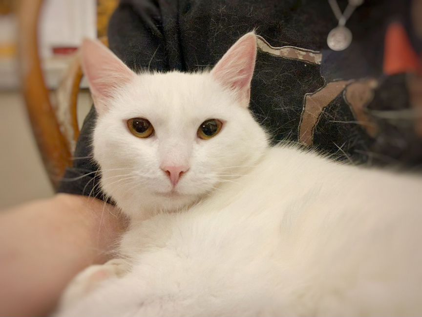 Кошечка из заброшенного дома