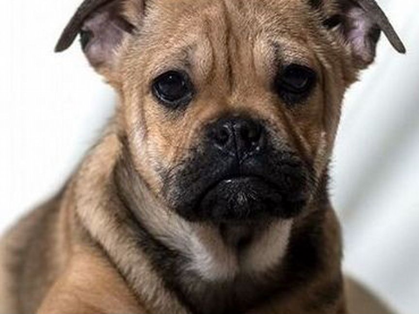 Собака Коди дог