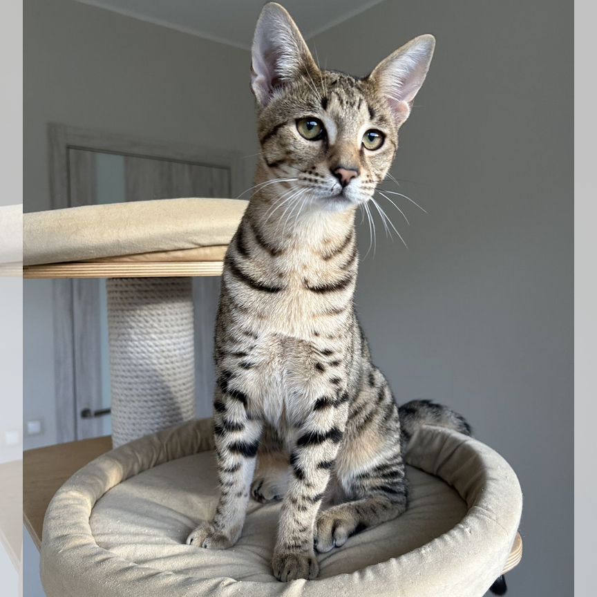 Котёнок Саванна F5 (мальчик)