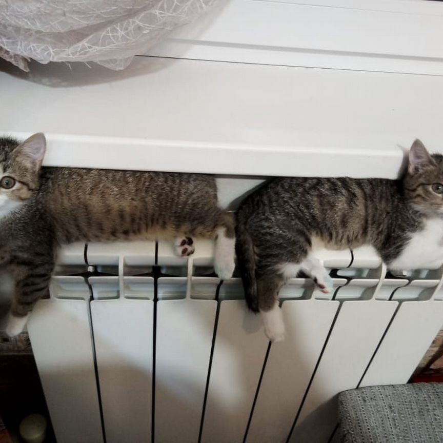 Отдам кота в добрые руки котёнка
