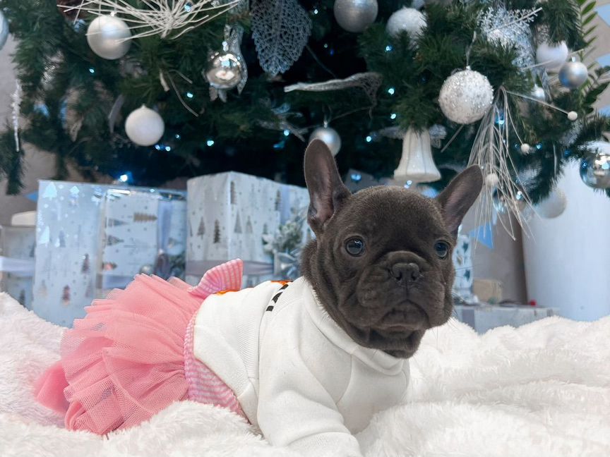 Французский бульдог голубой девочка