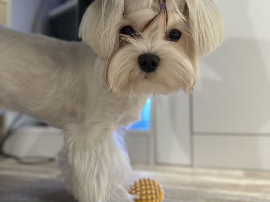 Мальтезе вязка