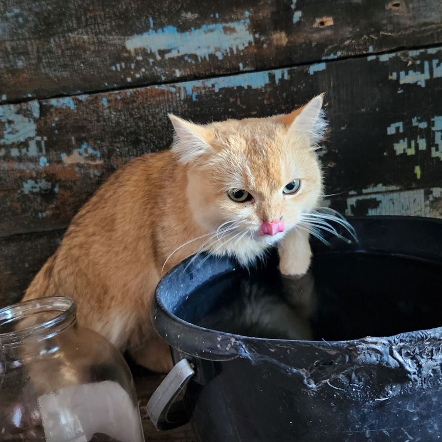 Котик золотая шиншилла