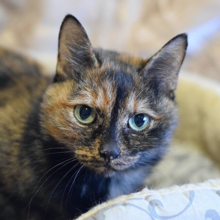 Соня в добрые руки, 2-3 года