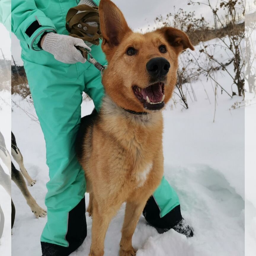 Собака