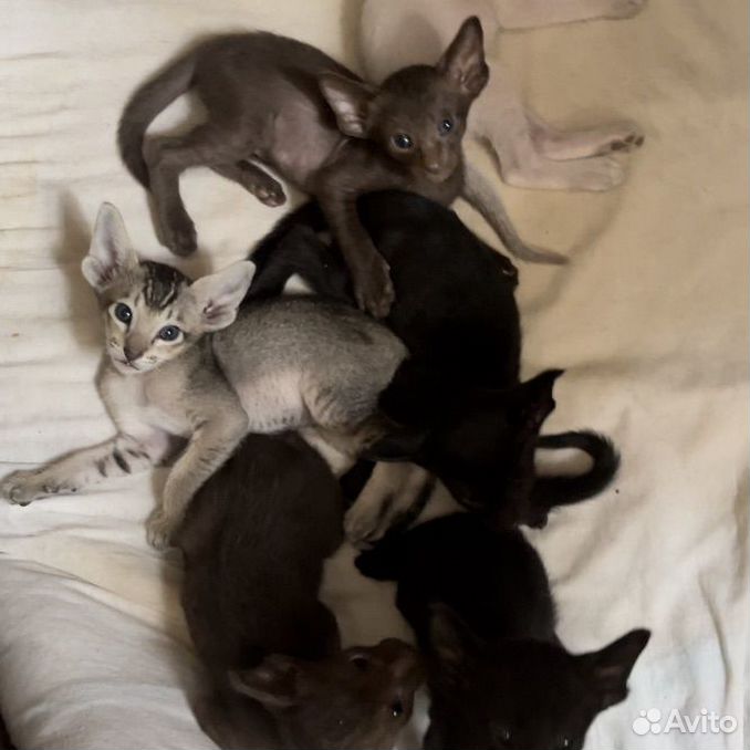 Оринтальные котятки-щенятки)