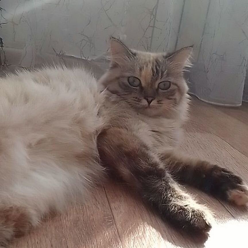 Кошка