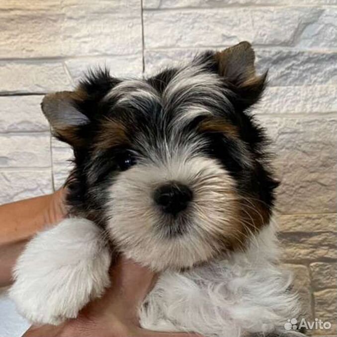 Щенки бивер РКФ