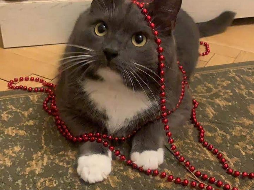 Кот Кузя ищет дом