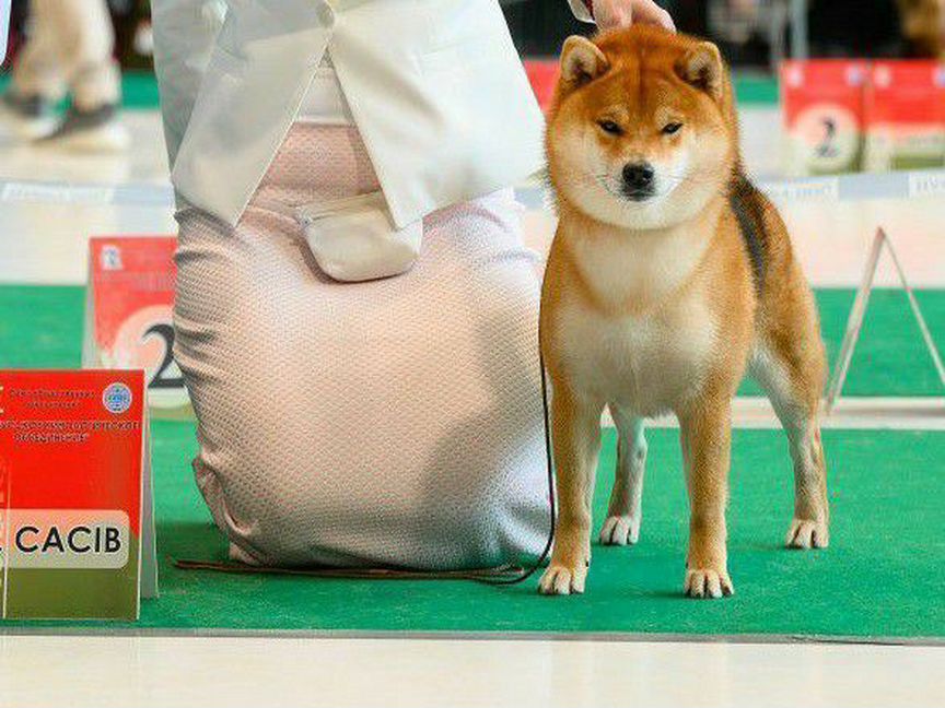 Вязка кобель сиба ину с тестами и титулами