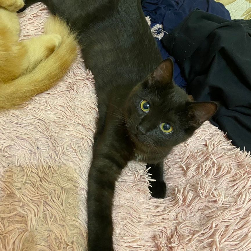 Котенок в добрые руки